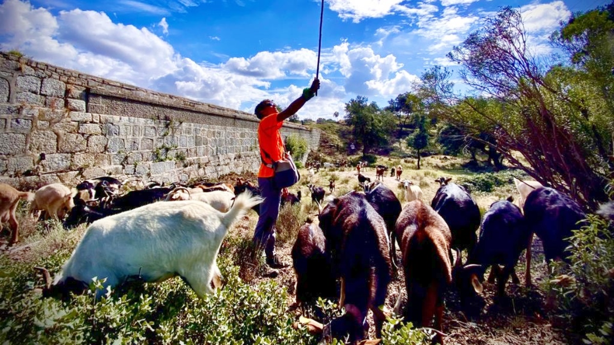 Como cabras: ofrecen un curso de pastores para jóvenes de 12 a 16 años
