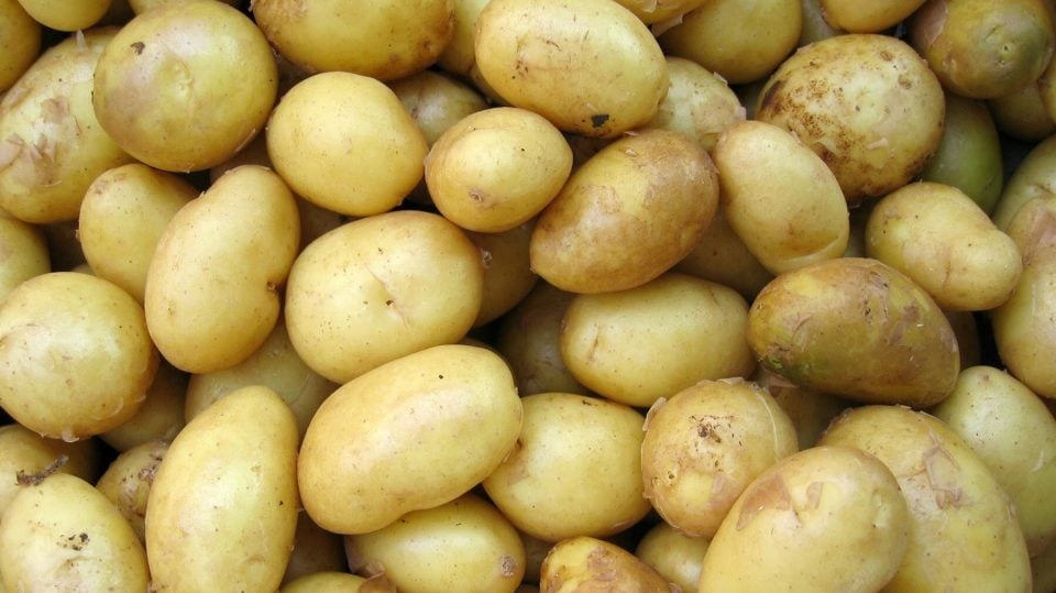 La leyenda de la patata en España: el tubérculo que revolucionó la ...