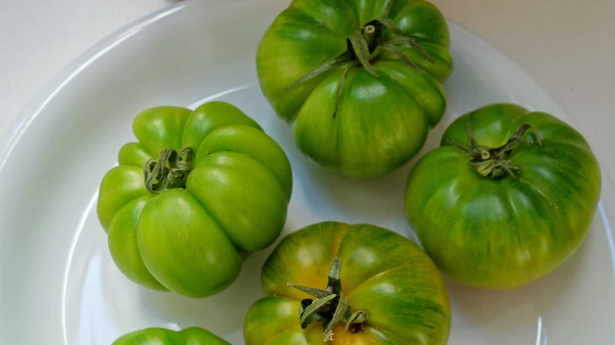 Tomates verdes fritos, receta fácil y rápida