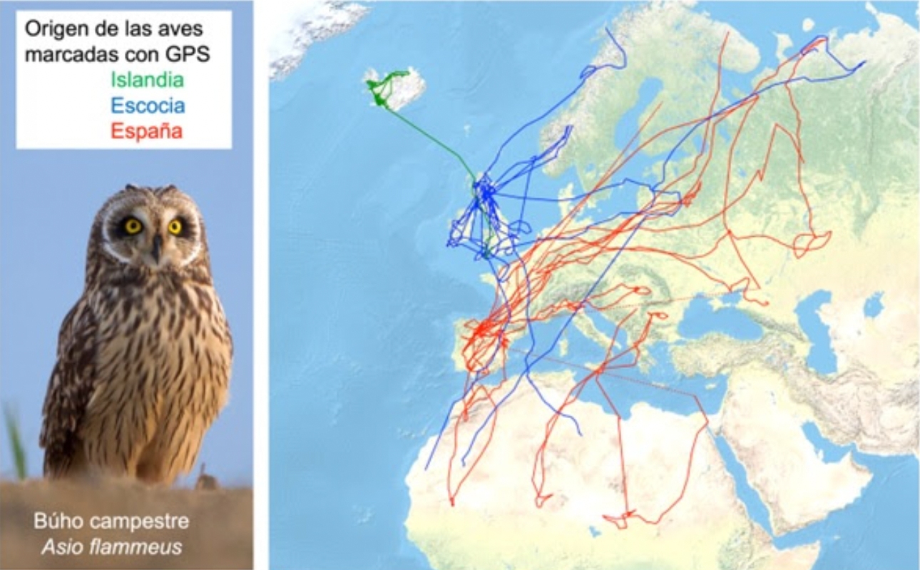 La peculiar vida nómada de los búhos campestres