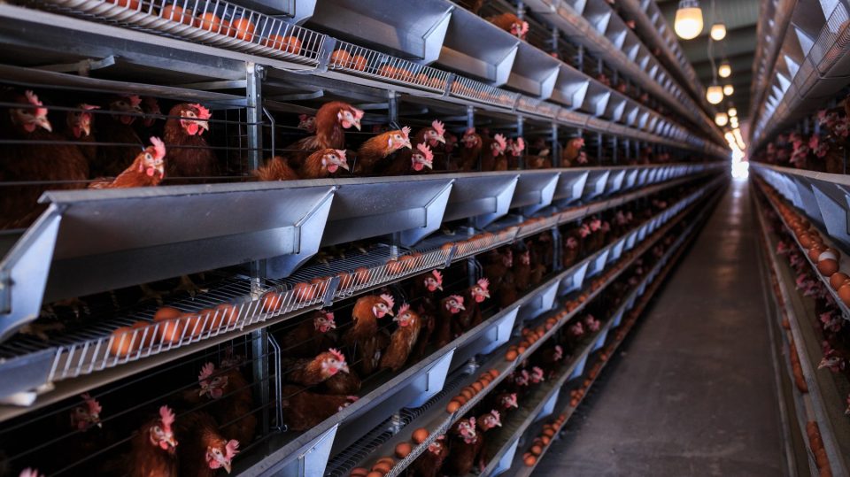 Gallinas enjauladas: 7 de cada 10 ponen huevos sin ver el sol