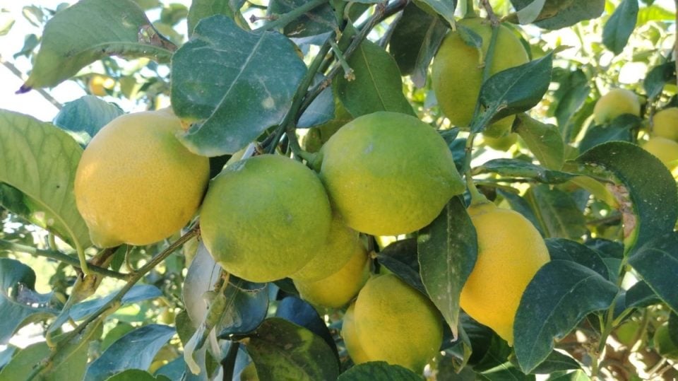 España deja 400.000 toneladas de limones sin recoger