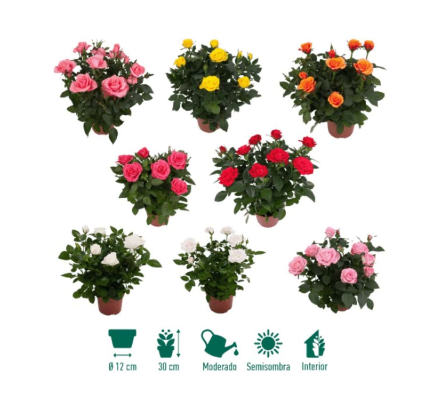 Tu jardín será un vergel: las flores de Aldi que triunfan esta ...