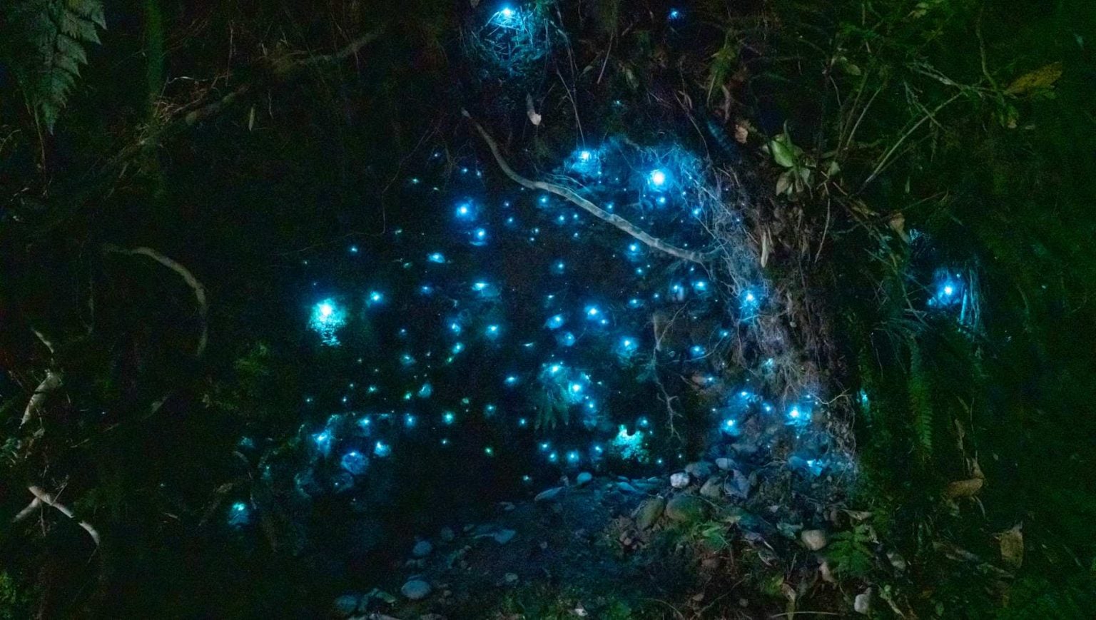 Bioluminiscencia: qué es, cómo se produce y dónde ver el mar que brilla ...