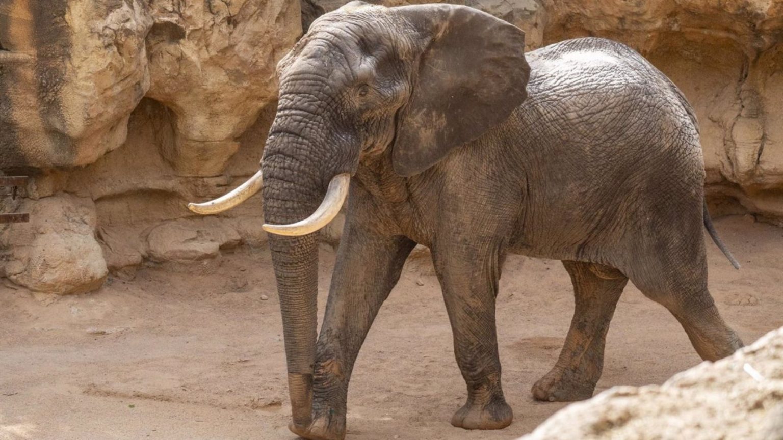 Investigación sobre la inteligencia emocional en los elefantes africanos