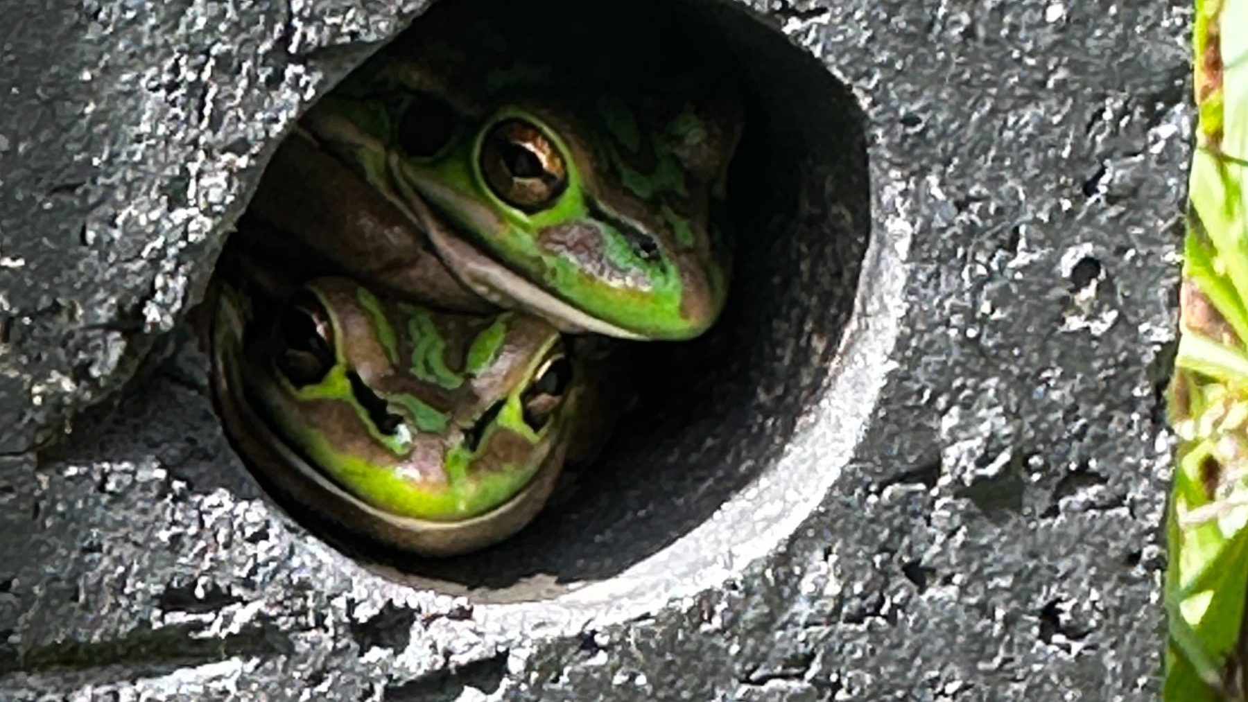 Saunas para ranas, el remedio que las salvará de su extinción