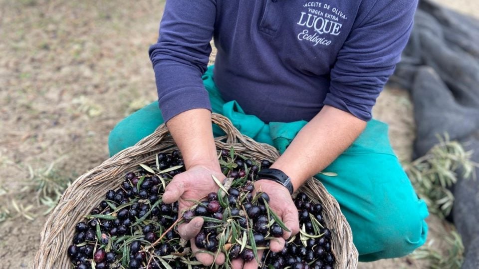 La superficie en agricultura ecológica aumenta en España un 12%