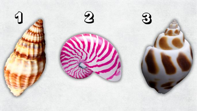 Escoge una concha y descubre en menos de un minuto cuál es tu mayor ...