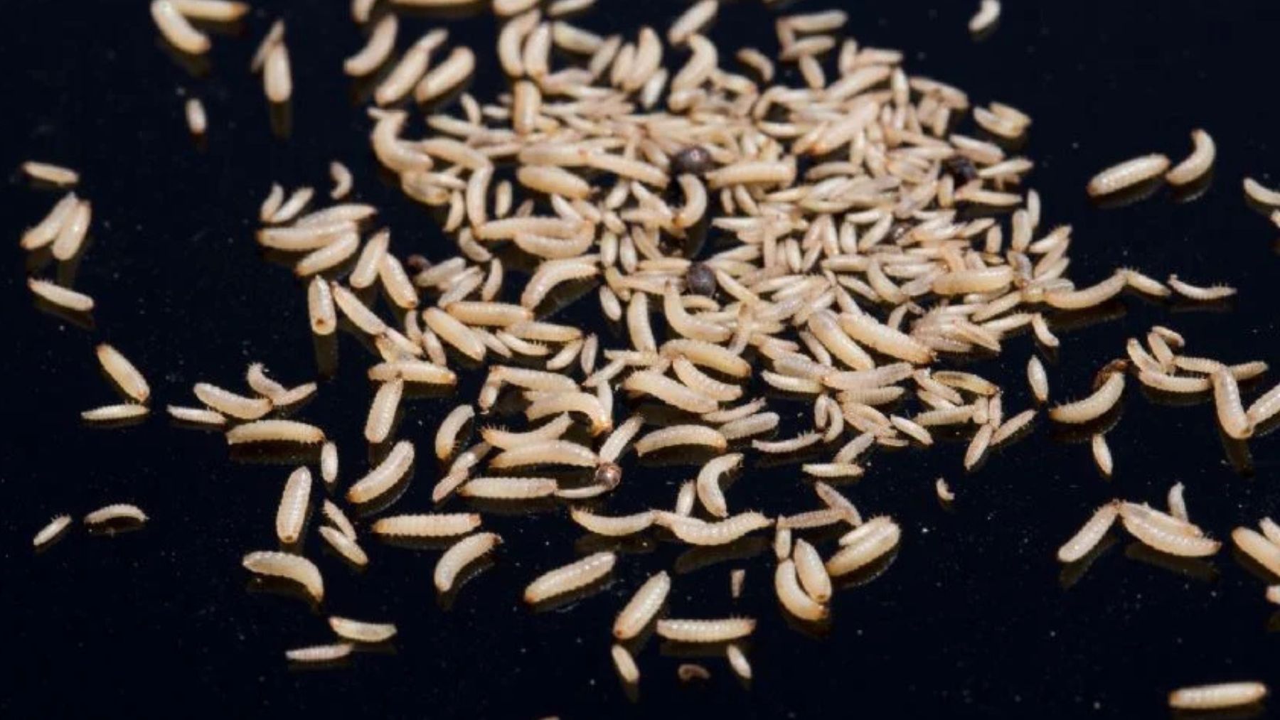 Lombrices Blancas En Perros 🟢Síntomas De Un Perro Con Parásitos