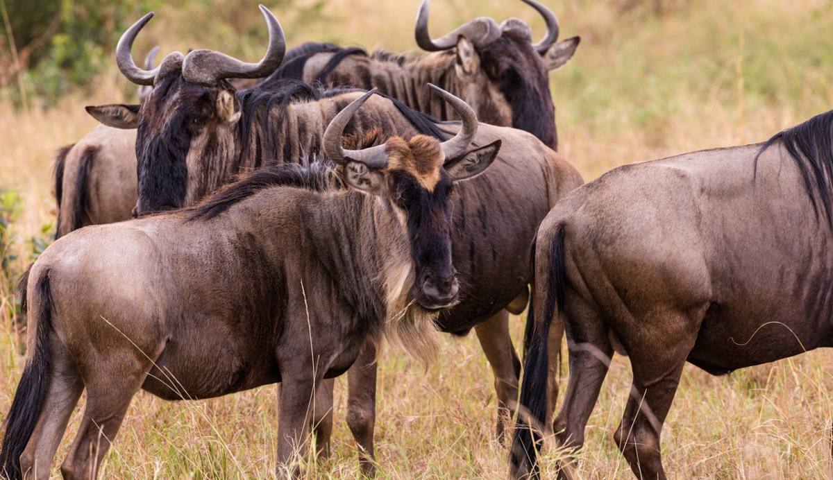 ¿Por qué se producen las grandes migraciones de animales?