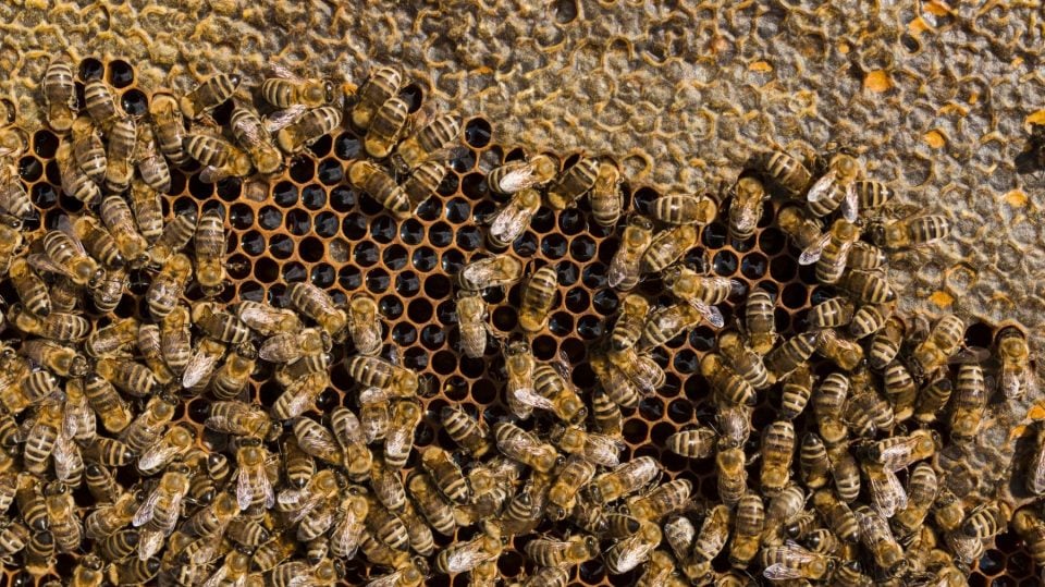 ¿Qué está pasando con las abejas? Un análisis de su situación actual ...