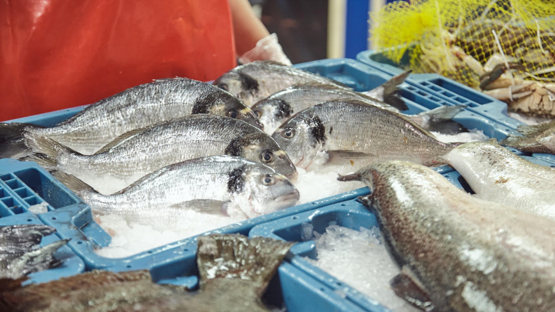 España comercializa pescado Turco, Chino o marroquí, aun siendo líderes