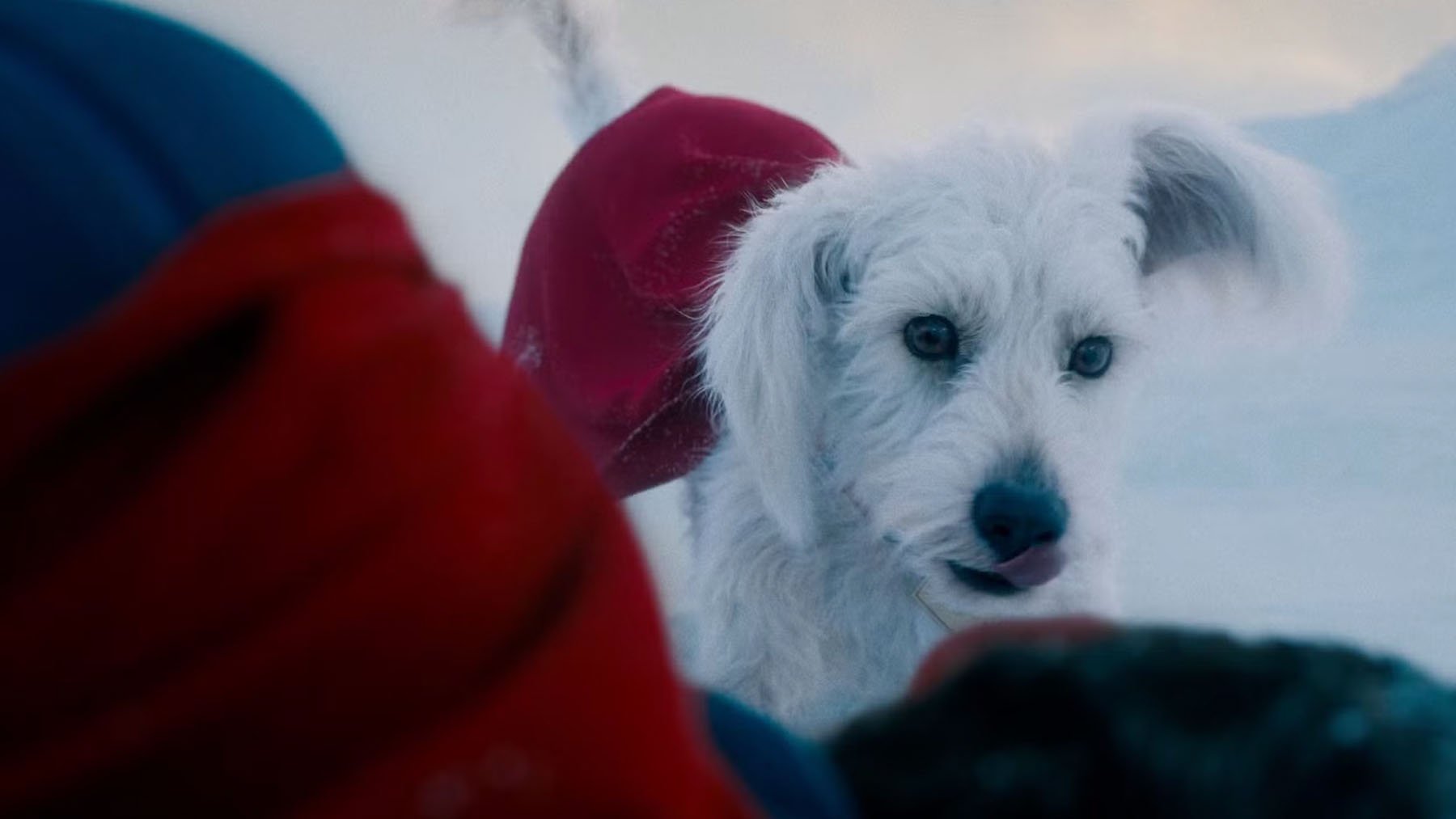 ¿Quién es Krypto?: el perro con poderes que nos ha robado el corazón en ...