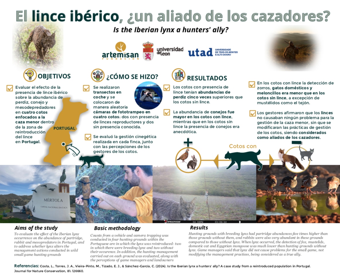 ¿Es el lince ibérico el mejor aliado para los cazadores?