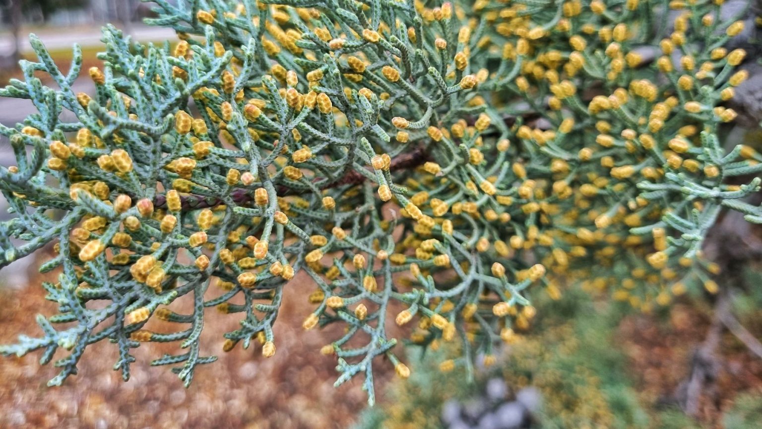 ¿Cuáles son las plantas que producen el polen de invierno?