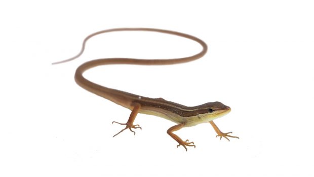 Ni el lémur ni la jirafa: éste es el inesperado animal con la cola más ...