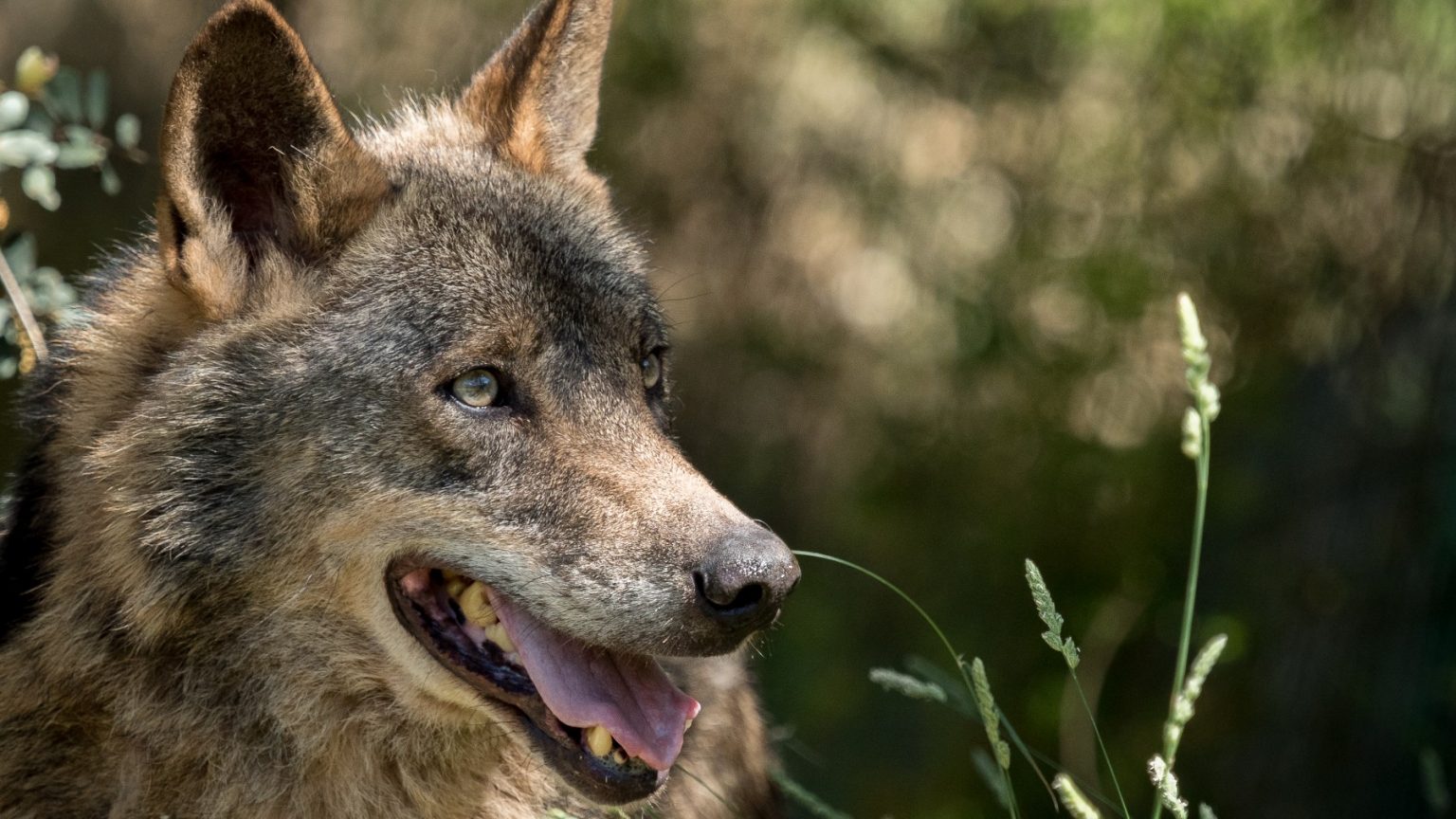 Cantabria pide reubicar 2 lobos que atacan en playas y en áreas urbanas