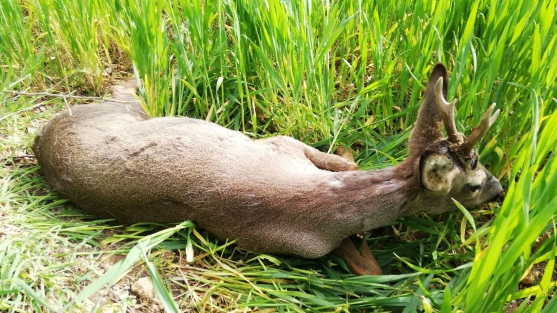 55 millones de vertebrados atropellados en las carreteras españolas