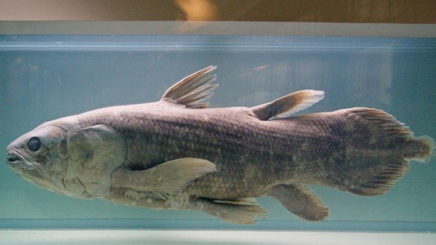 El pez más antiguo del mundo se creyó extinto durante 60 millones de años