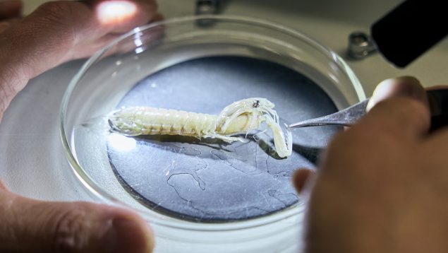 Los científicos no dan crédito: descubren una nueva especie de gamba ...