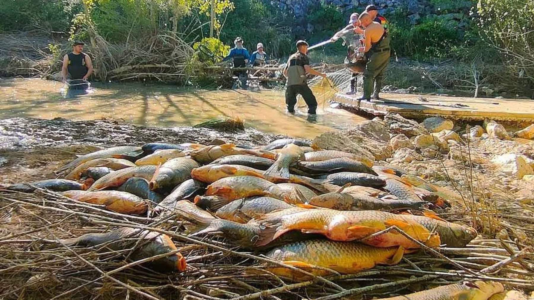 Peces atrapados por decisión 'negligente' de Confederación del Tajo