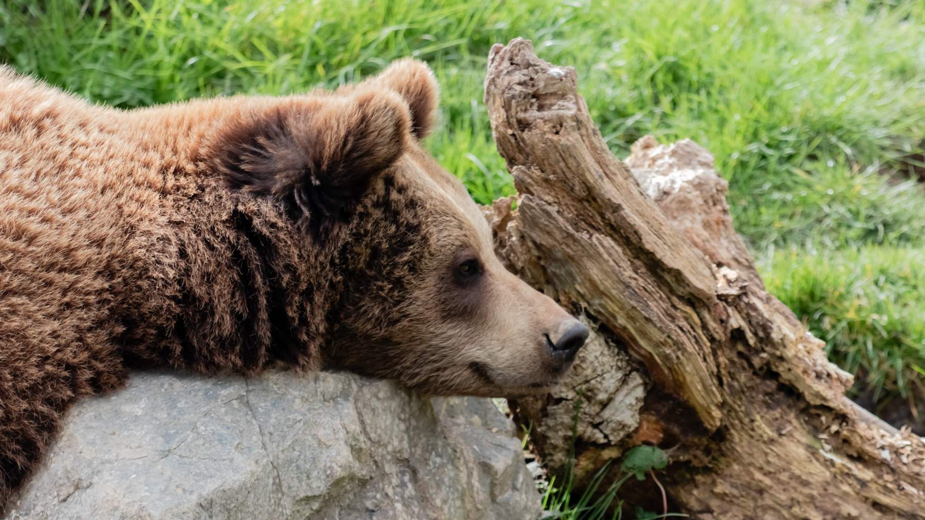 Los eslovacos podrán consumir carne de oso en sus restaurantes