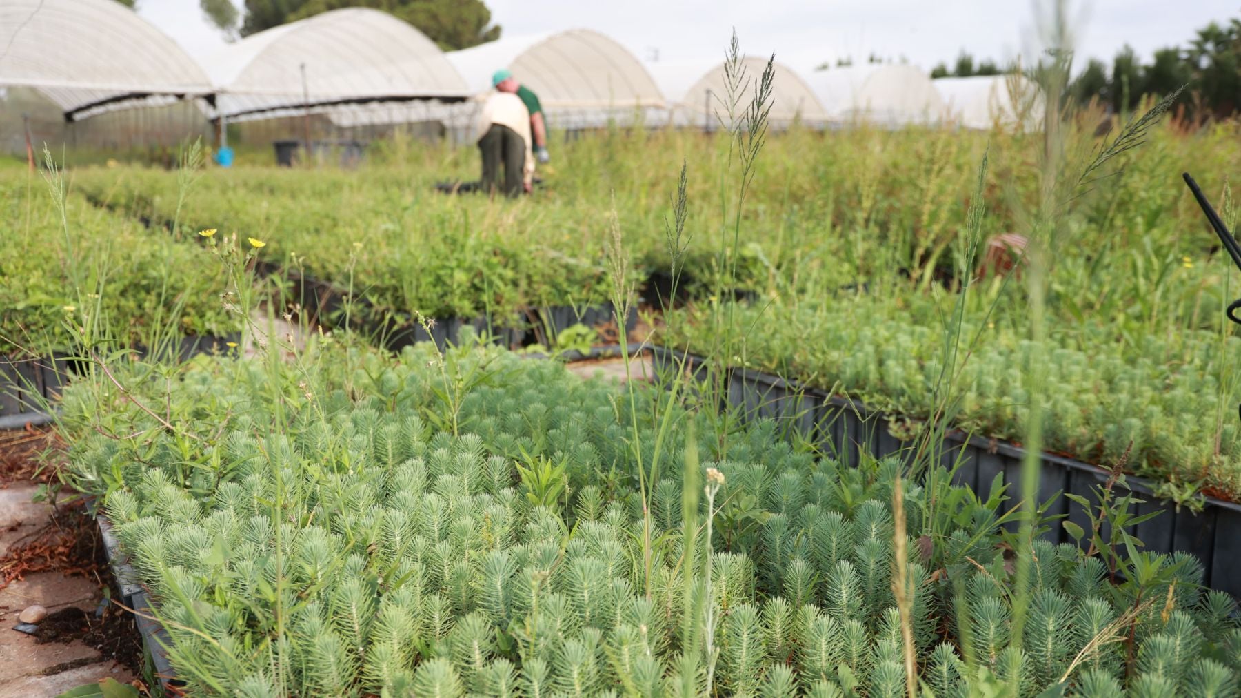 Este vivero de la reforestación andaluza produce 500.000 árboles al año