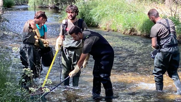400 barbos comunes aislados son rescatados en la Comunidad de Madrid