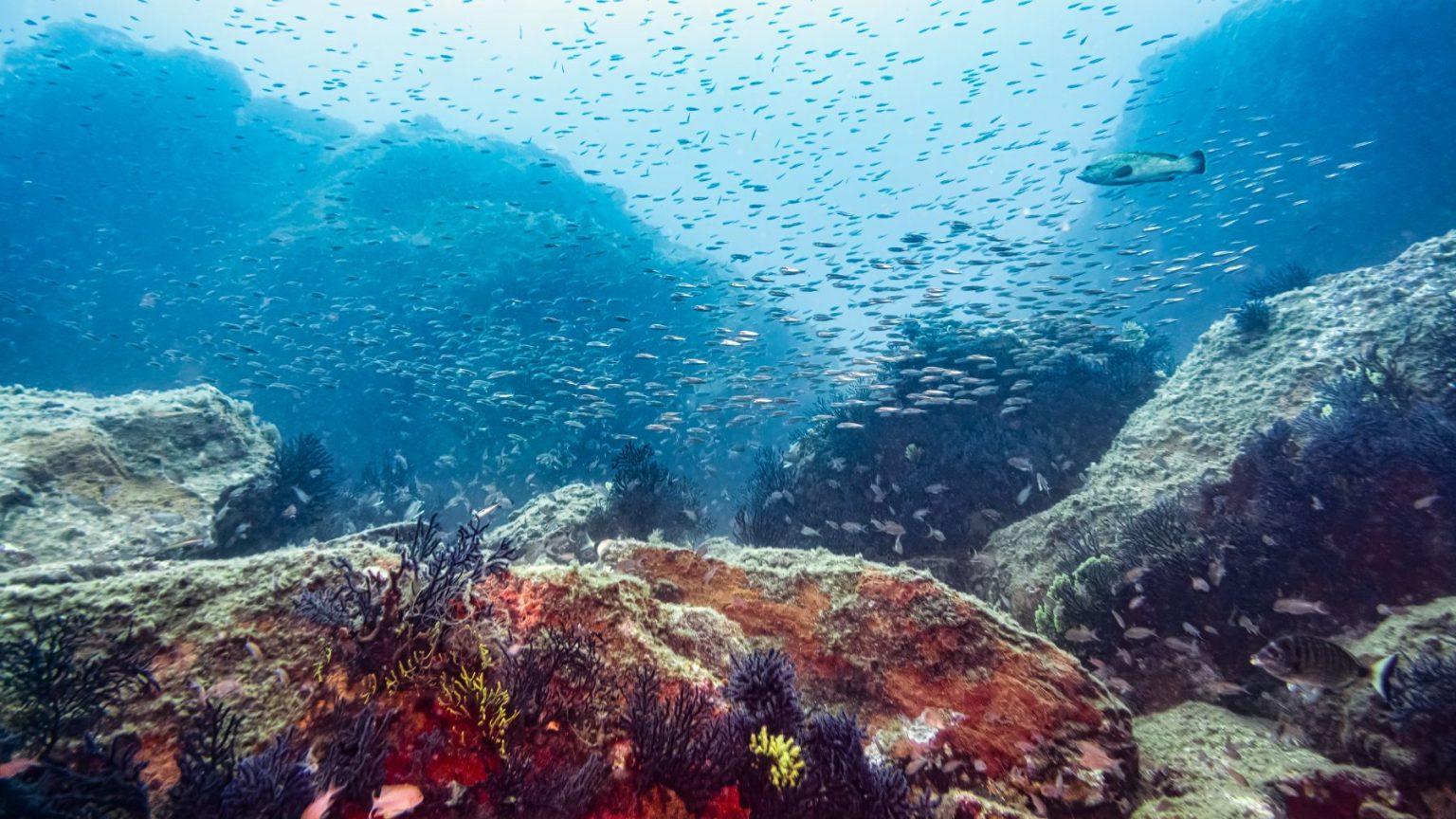 El pez conejo en el Mediterráneo se expande con el calor