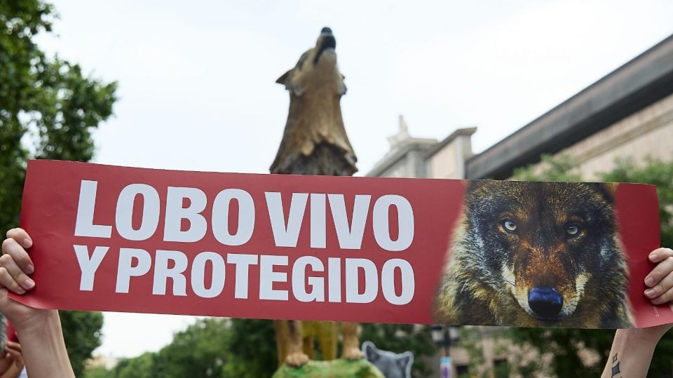 Retos ambientales 2026: lobo, océanos y desregulación