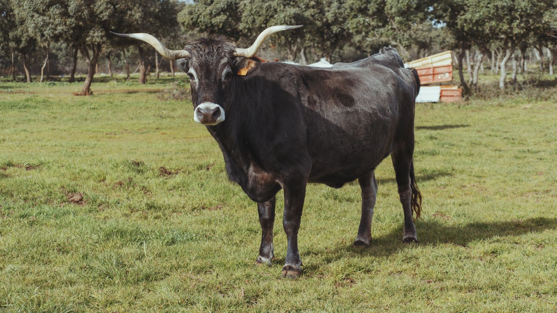 Conoce el primer zoo de vacas ibérico donde miman 32 razas en peligro