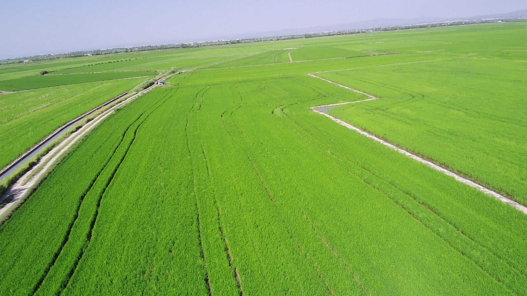 Un agricultor valenciano enfadado con el arroz argentino e indio