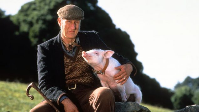 'Babe, el cerdito valiente' cumple 30 años: 5 curiosidades que quizás ...