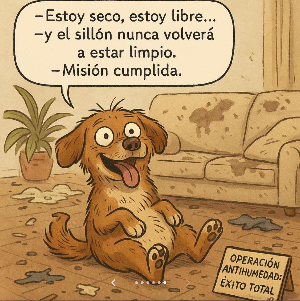 La razón por la que tu perro corre como loco después de darse un baño ...