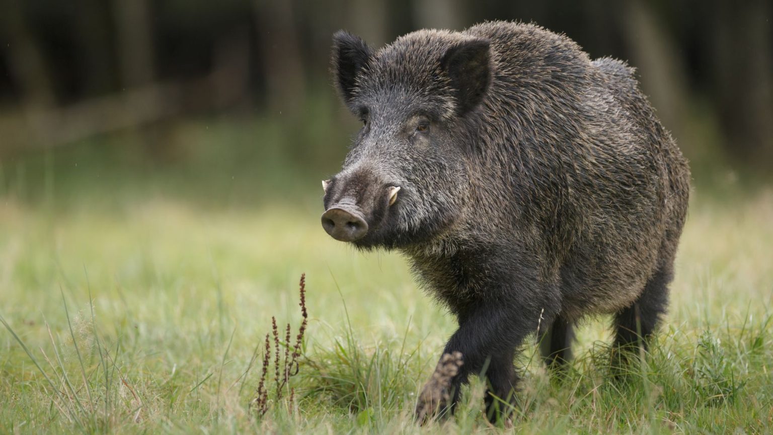 Los jabalíes con carne azul neón que causan asombro en California