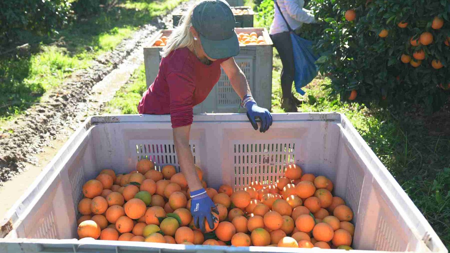 Mercadona confirma de dónde son las naranjas que venden en sus ...