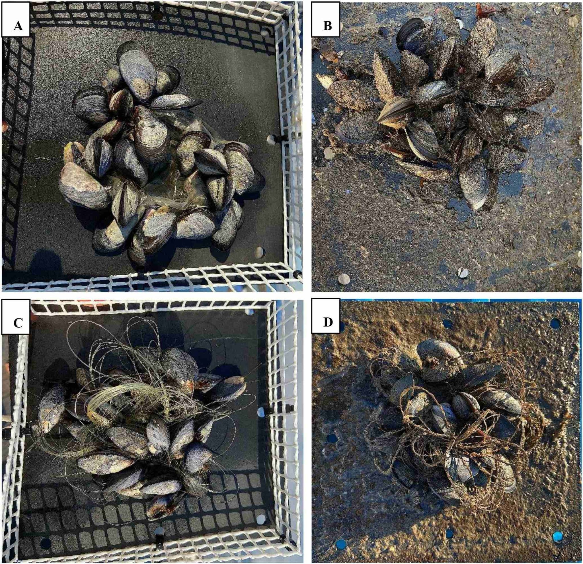 Macroplásticos cambian estructura y rendimiento de mejillones gallegos