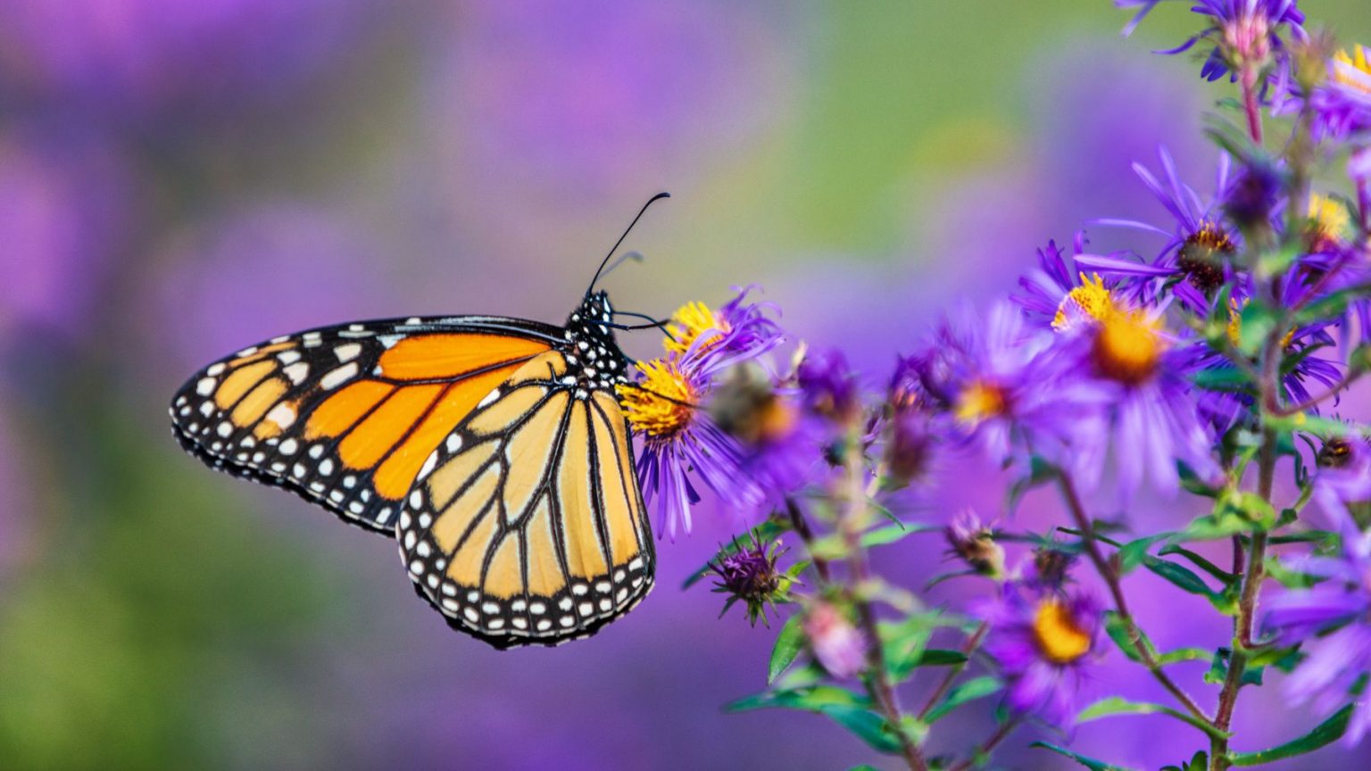 Una aplicación para rastrear los increíbles viajes de la mariposas monarca