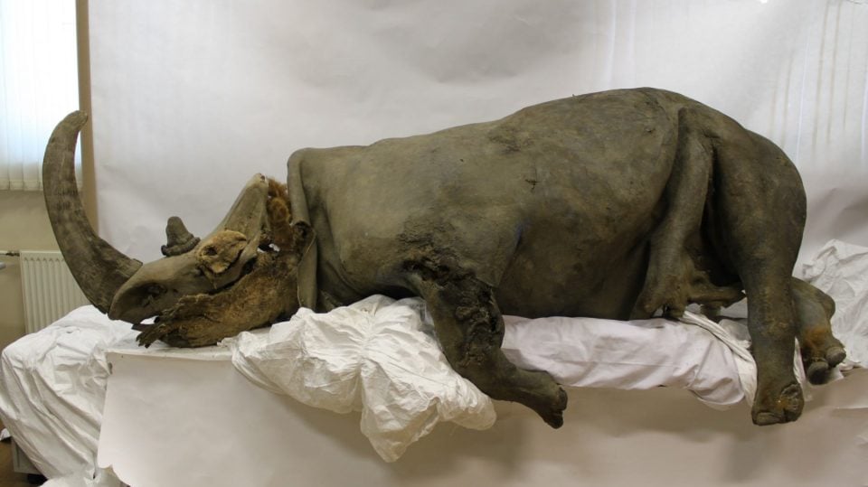 Secuencian el genoma de rinoceronte lanudo hallado en un lobo siberiano