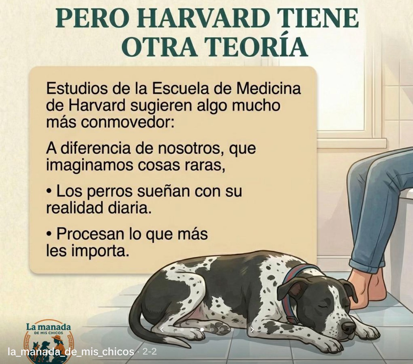 Todos los perros dan patadas cuando duermen y no es porque sí: la ...