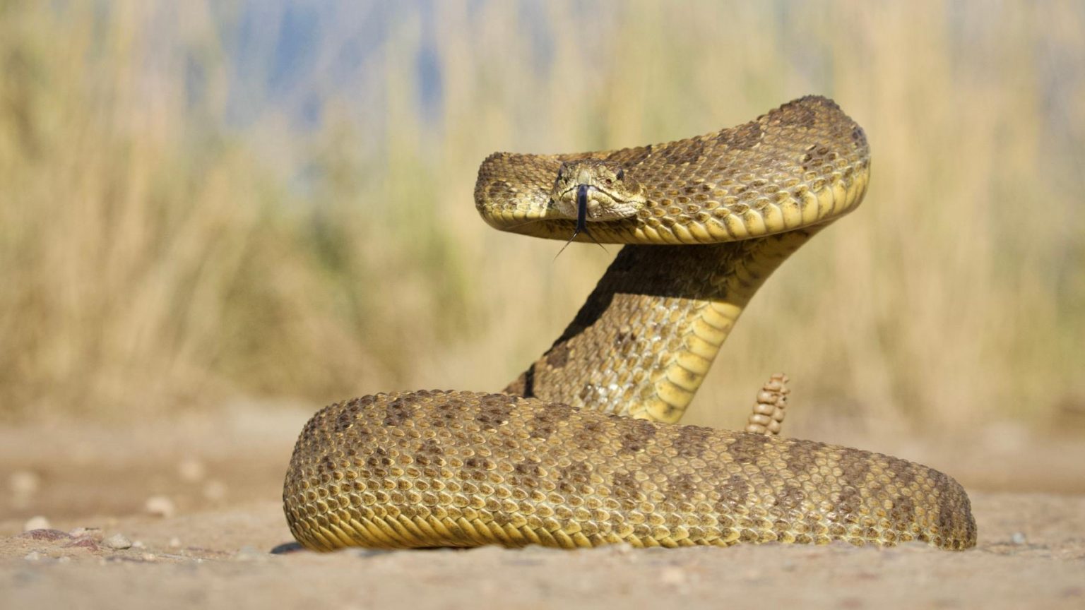 Serpiente de cascabel 3D: el cascabeleo de su cola tiene doble función