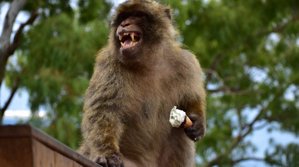 Pringles y M&M´s: los monos de Gibraltar comen tierra para digerirlos