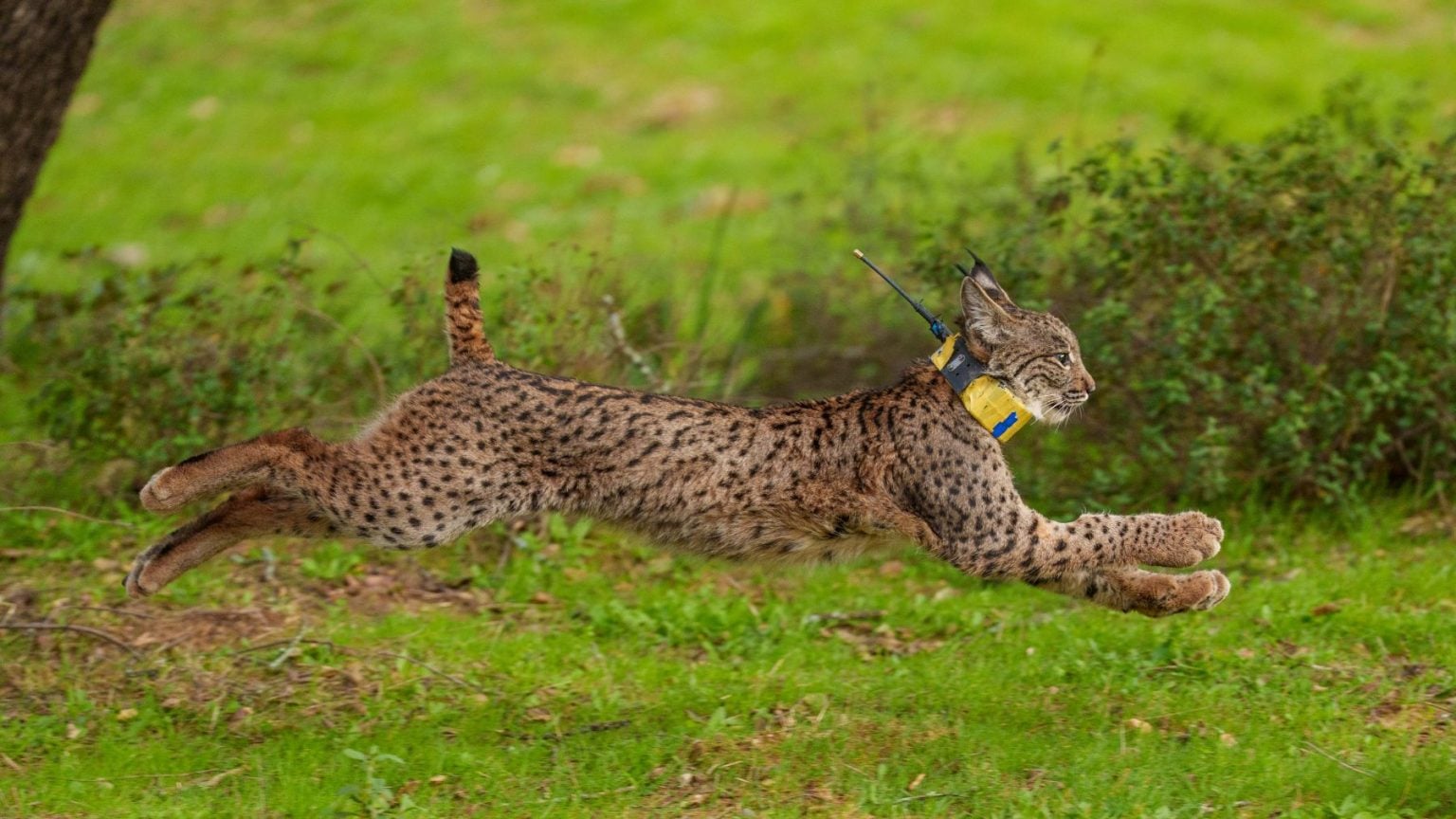 Cazadores y lince ibérico: la historia de una recuperación épica