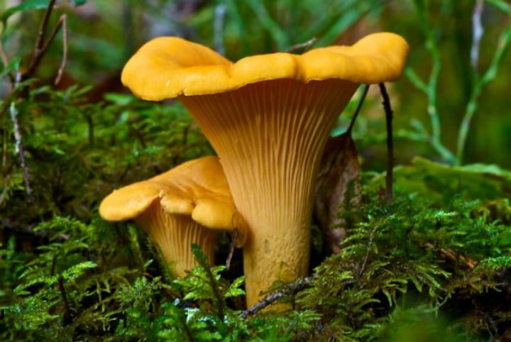 Cuáles son las setas comestibles más comunes en España