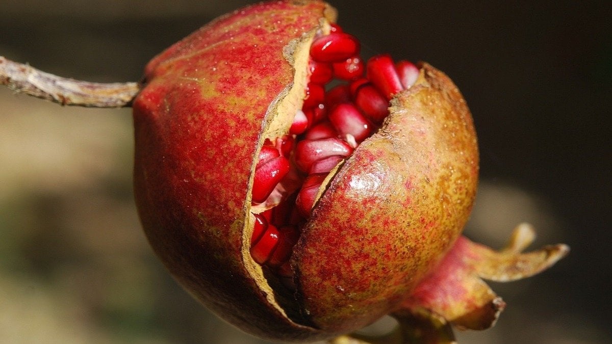 Propiedades de la granada y beneficios para la salud