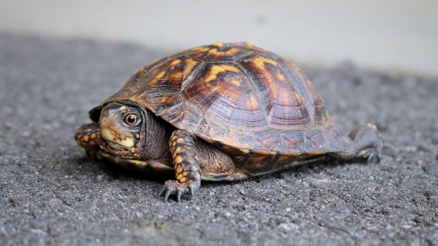 What does it mean when someone walks very slowly, according to ...