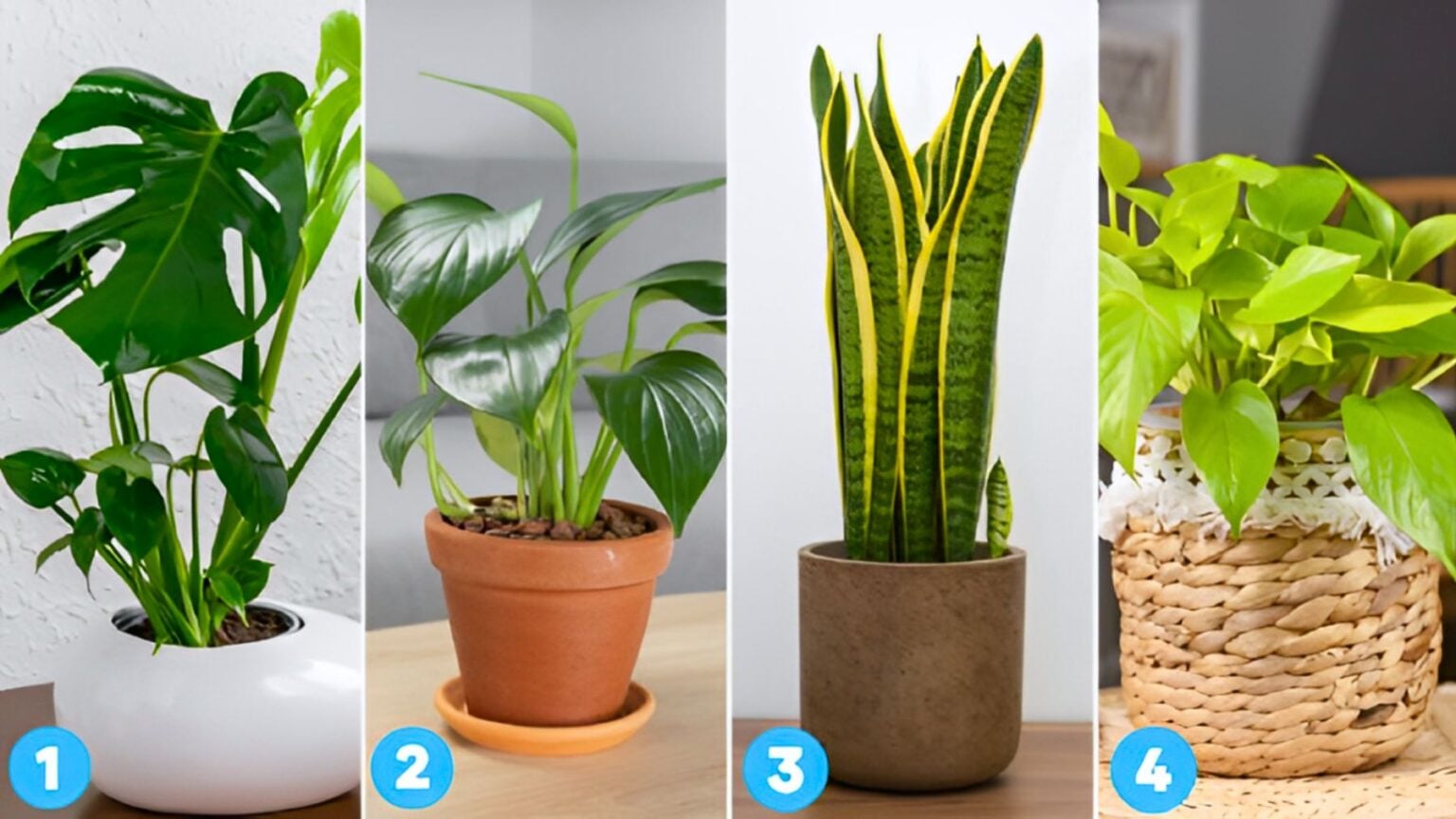 Personality test: If you choose this plant, you're more sensitive than ...