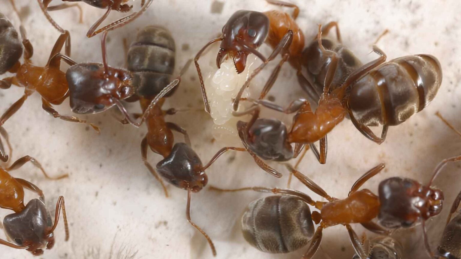 If you start seeing ants on your walls or floors, your house may be ...