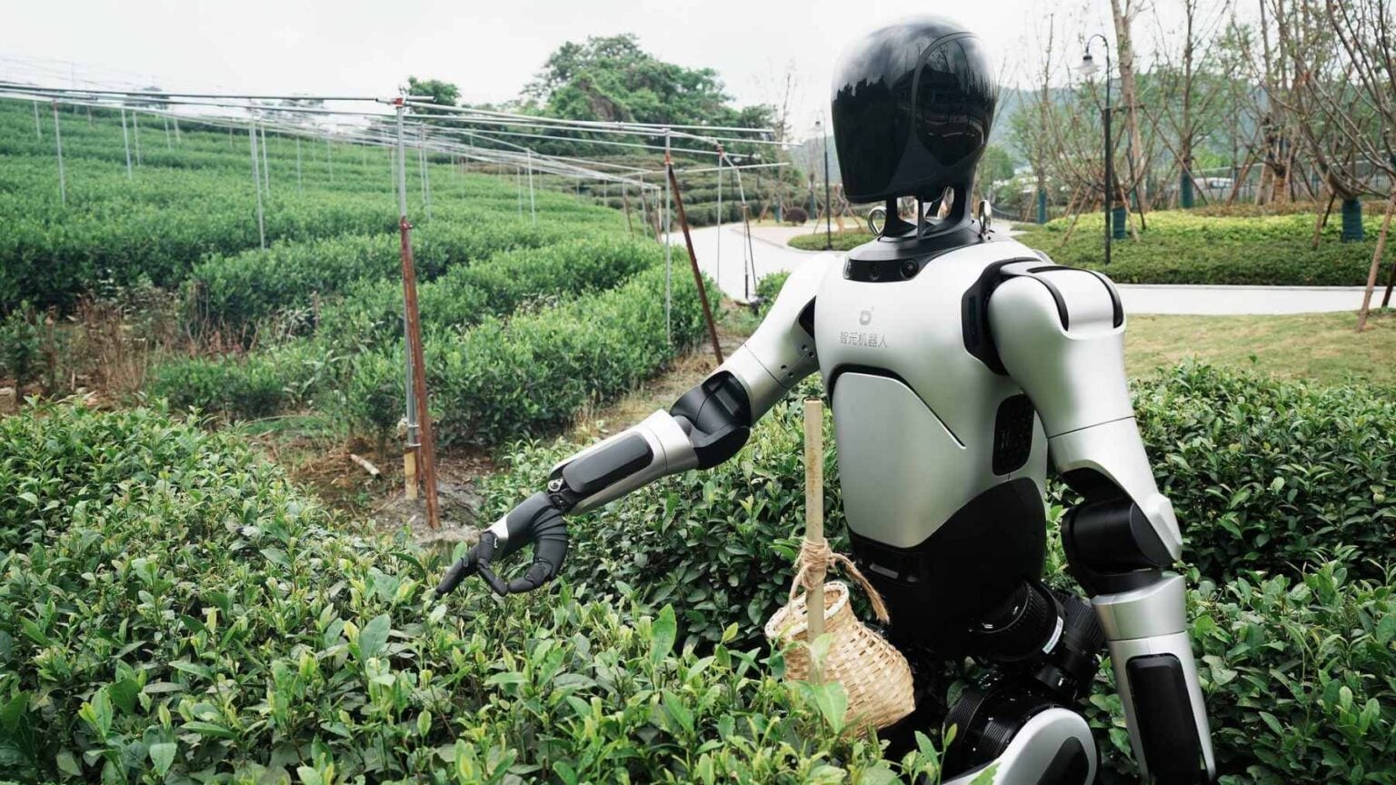 China put humanoid robots in the tea mountains, and the strangest part ...