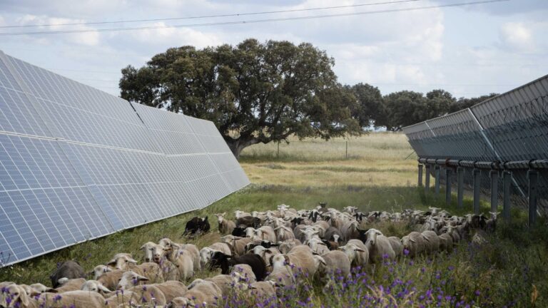 Creíamos que los paneles solares arrasaban el campo, pero hay un matiz ...